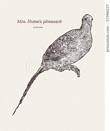 Mrs. Hume's pheasant (Syrmaticus humiae), hand - Stock Illustration ...