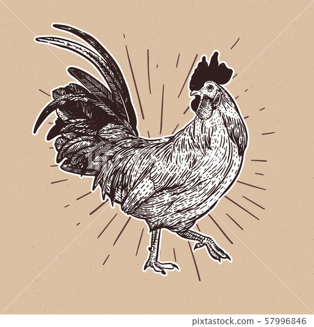Rooster, hand draw sketch vector. - Stock Illustration [57996846] - PIXTA