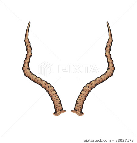 Long curved animal horn drawing isolated on... - Stock Illustration ...