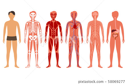 Cartoon Color Human Body Anatomy Set. Vector-插圖素材 [58069277] - PIXTA圖庫