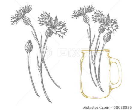 Blue Cornflower Herb or bachelor button flower... - Stock Illustration ...