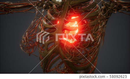 CG Animation Of A Sick Human Heart-插圖素材 [58092623] - PIXTA圖庫