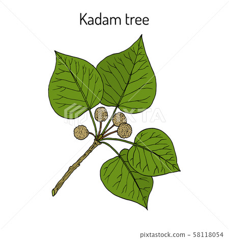 Kadam tree, or burflower-tree, laran,... - Stock Illustration [58118054 ...