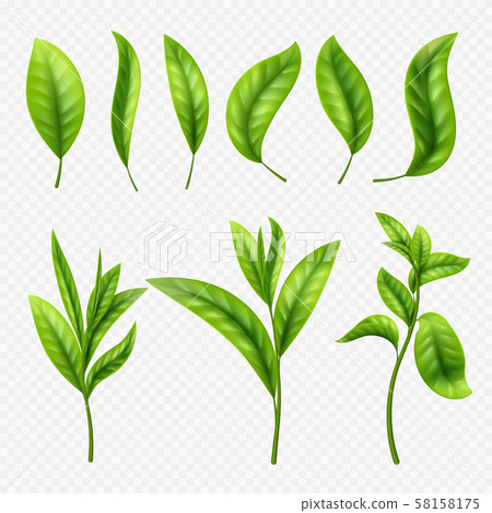 Tea Leaves Vector