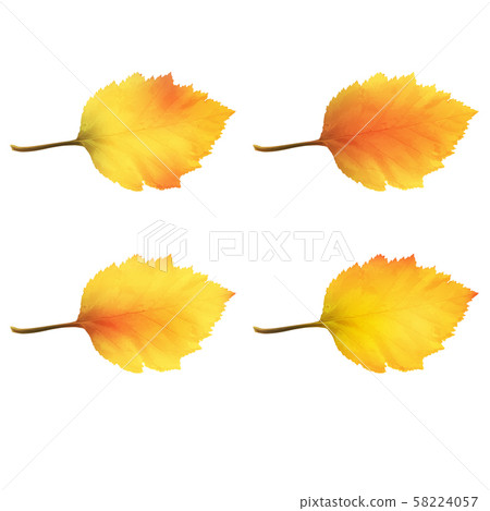 Realistic Alder Tree Leaves in Changing Fall... - Stock Illustration ...
