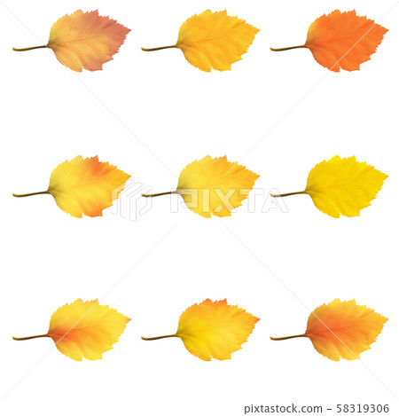 Realistic Alder Tree Leaves in Changing Fall...-插圖素材 [58319306] - PIXTA圖庫