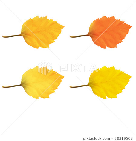 Realistic Alder Tree Leaves in Changing Fall...-插圖素材 [58319502] - PIXTA圖庫