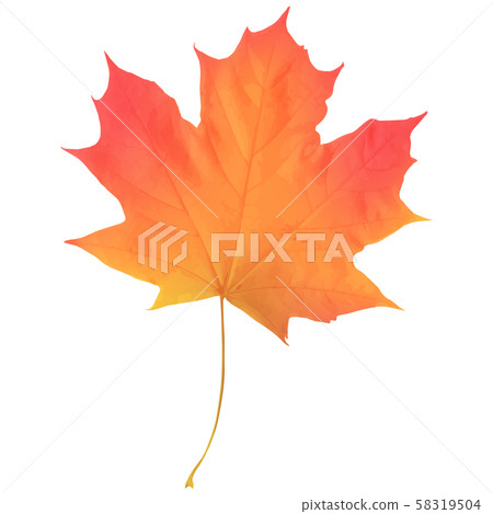 Realistic maple leaf isolated on white background - Stock Illustration ...