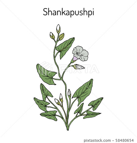 Shankapushpi Convolvulus prostratus , medicinal... - Stock Illustration ...