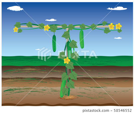 cucumber plant vector design - Stock Illustration [58546552] - PIXTA