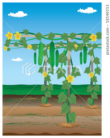 cucumber plant vector design - Stock Illustration [58546553] - PIXTA