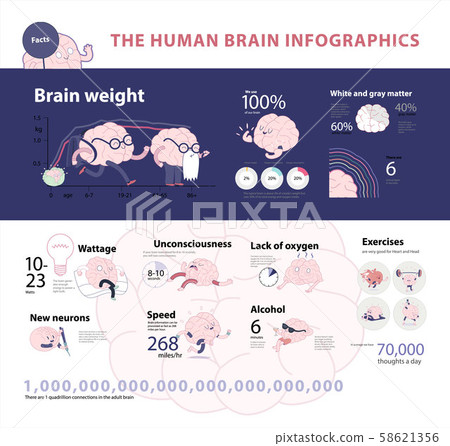 Human brain infographic 2 - Stock Illustration [58621356] - PIXTA