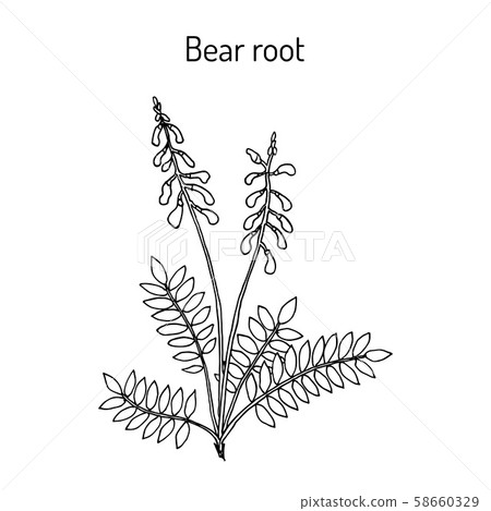 Bear root Hedysarum neglectum , medicinal plant - Stock Illustration ...