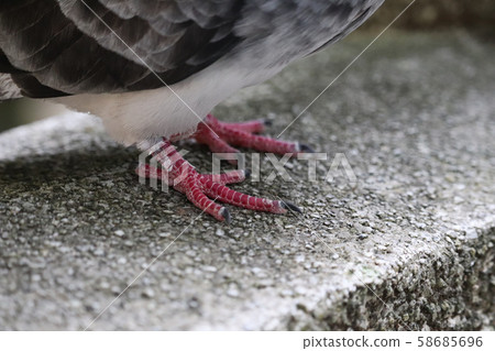 Pigeon Feet