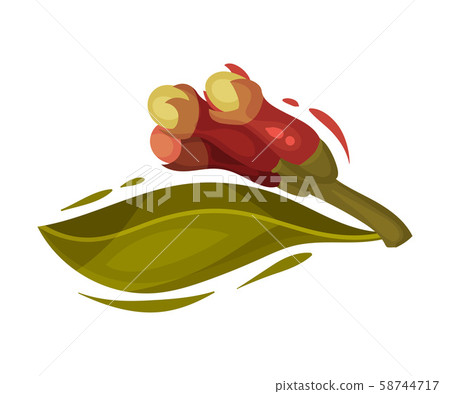 Colorful Clove Tree Botanical Vector... - Stock Illustration [58744717 ...