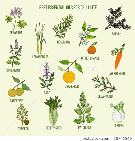Best essential oils for cellulite - Stock Illustration [58745549] - PIXTA
