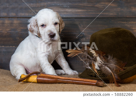 Miniature English Setter
