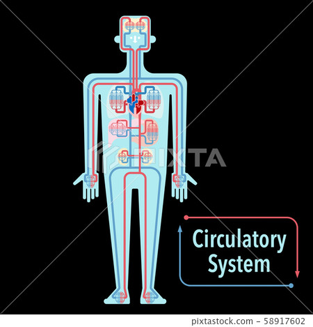 Human Circulatory System Diagram Labeled Basic
