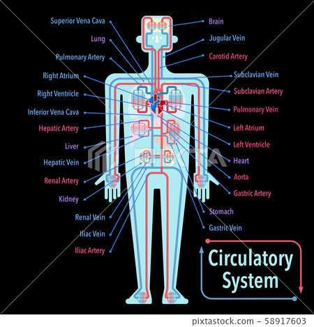 Circulatory System Diagram Labeled Human Heart And Circulatory System