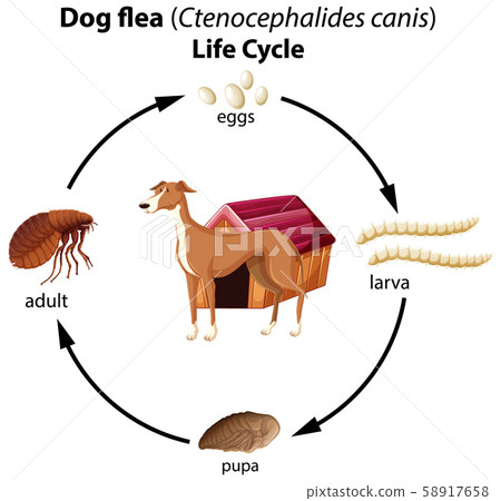 Dog flea life cycle on white background - Stock Illustration [58917658 ...
