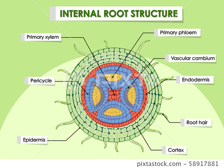 Diagram showing internal root structure - Stock Illustration [58917881 ...