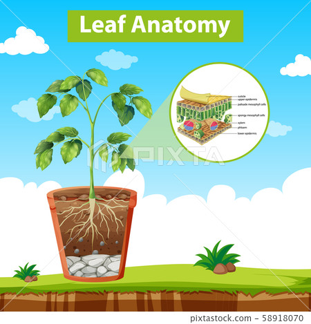 Leaf Anatomy Diagram Leaf Anatomy Prints| Explore Leaf Colors