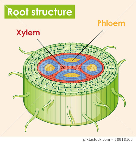 Diagram showing root structure - Stock Illustration [58918163] - PIXTA