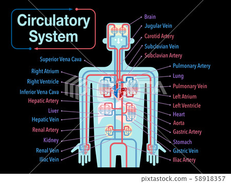 A simple illustration of the upper body's... - Stock Illustration ...