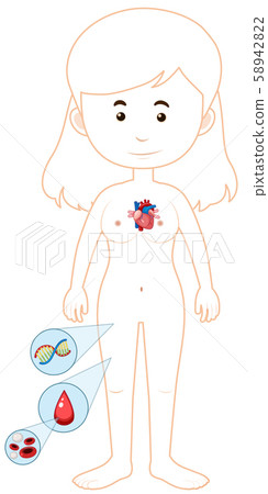 Girl medical diagram cartoon - Stock Illustration [58942822] - PIXTA