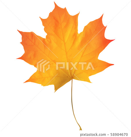 Realistic maple leaf isolated on white background - Stock Illustration ...
