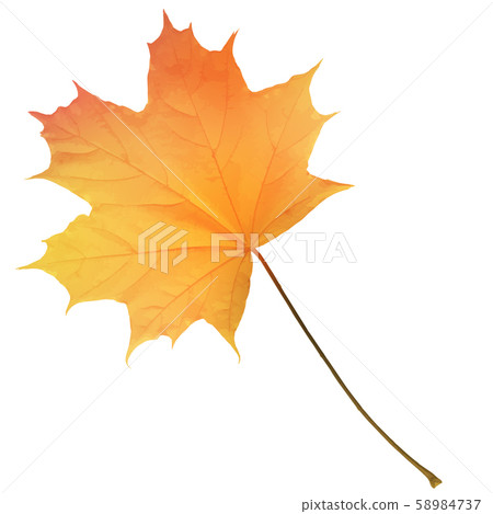 Realistic maple leaf isolated on white background - Stock Illustration ...