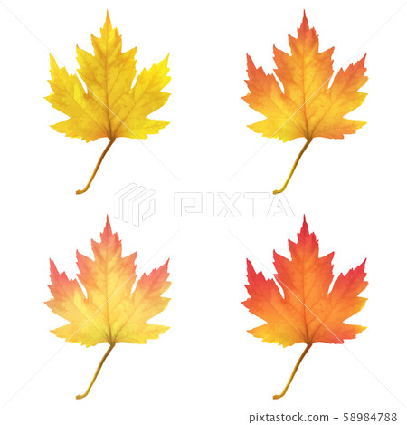 Realistic maple leaves isolated on white... - Stock Illustration ...
