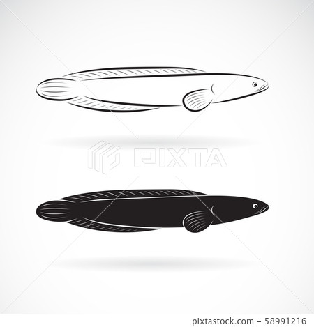 Vector of striped snakehead fish. Animal. - Stock Illustration ...