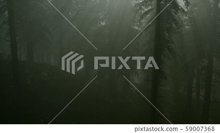 8K Misty Spring Morning in Pine Tree Forest - Stock Illustration ...