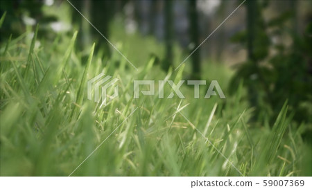 8K Bright spring grass field with sunlight - Stock Illustration ...