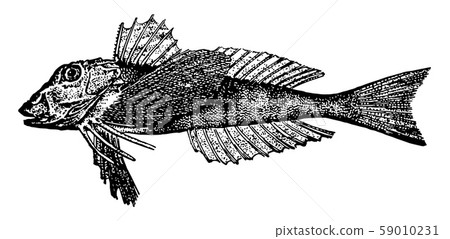 Northern Sea Robin vintage illustration. - Stock Illustration [59010231 ...