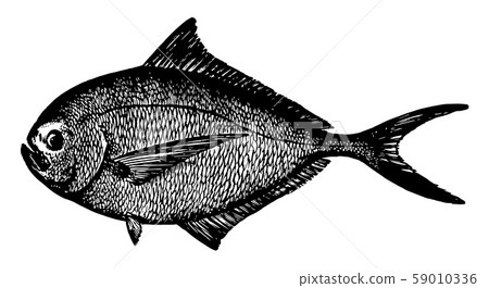 Atlantic Pomfret vintage illustration. - Stock Illustration [59010336 ...