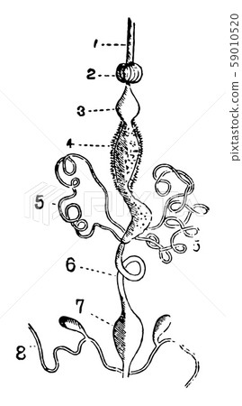 The Digestive Apparatus of a Beetle vintage - Stock Illustration ...