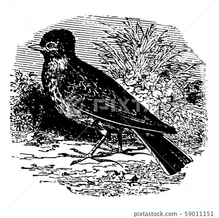 Common Skylark, vintage illustration. - Stock Illustration [59011151 ...