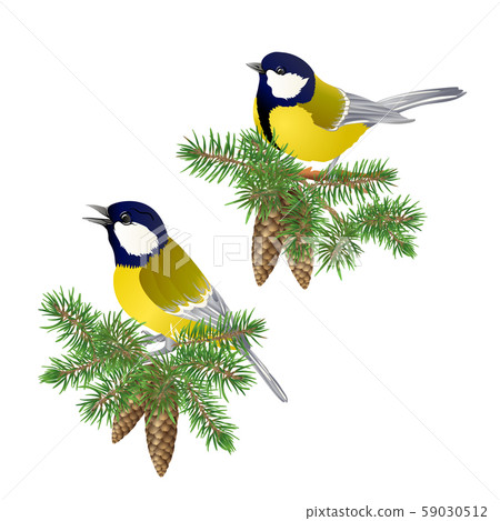 Tit bird - a symbol of winter. Christmas wreath - Stock Illustration ...