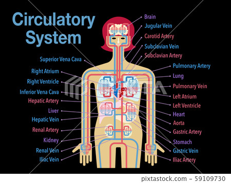 A simple illustration of the circulatory system... - Stock Illustration ...