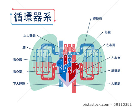 Simple Circulatory System Diagram Labeled Simple Illustration Of The