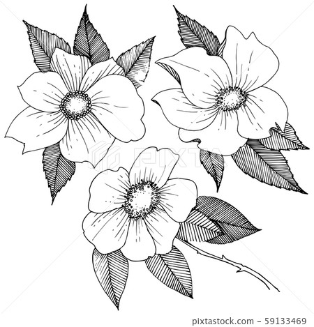 Wild rose in a vector style isolated. - Stock Illustration [59133469 ...