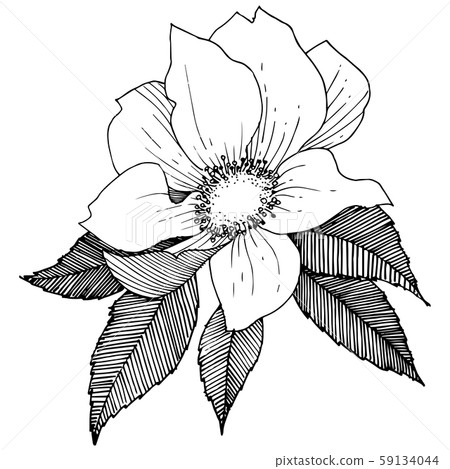 Wild rose in a vector style isolated. - Stock Illustration [59134044 ...
