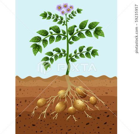 Cartoon Growing Potatoes