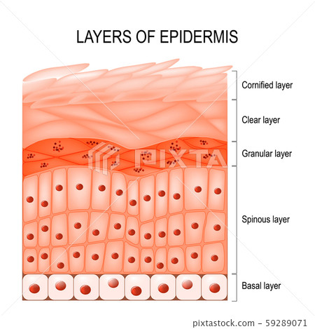 Structure of epidermis : cornified (stratum... - Stock Illustration ...