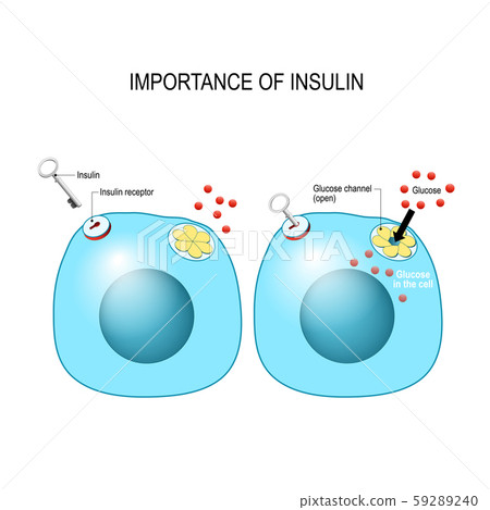 insulin acts as the key which unlocks the cell... - Stock Illustration ...