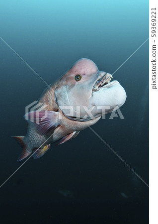 Kobudai - Stock Photo [59369221] - PIXTA