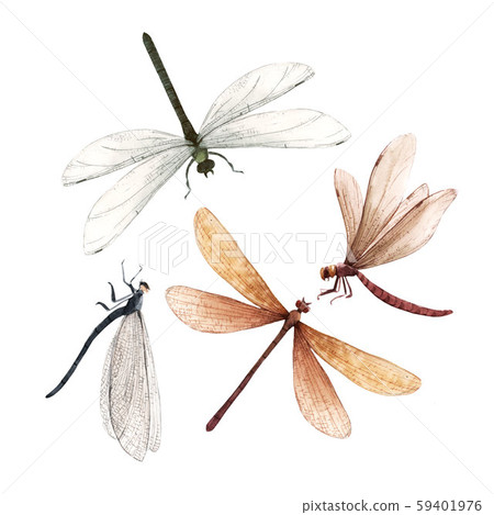 Watercolor summer dragonfly insect colourful... - Stock Illustration ...