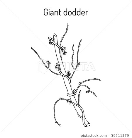 Giant dodder cuscuta reflexa , medicinal plant - Stock Illustration ...